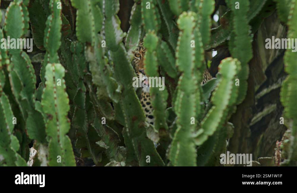 Motionless leopard hiding behind cacti, Queen Elizabeth Park in Uganda ...