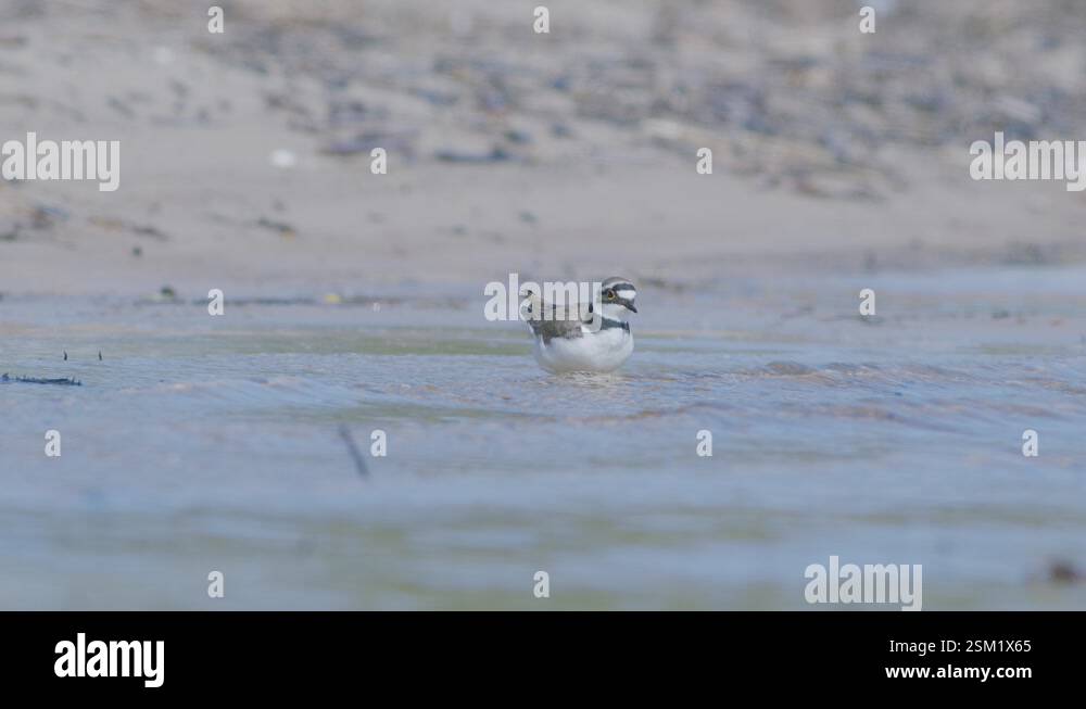 Little ringed plover wader bird at sea shore looking for food, eating ...