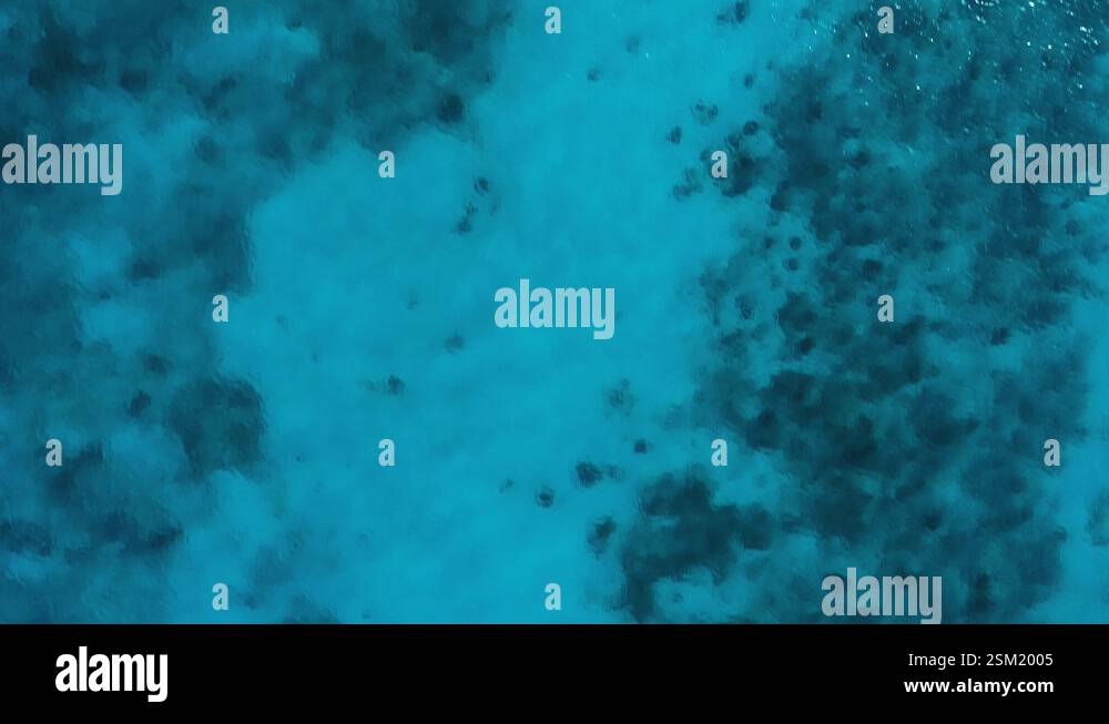 Benthos Stock Videos & Footage - HD and 4K Video Clips - Alamy