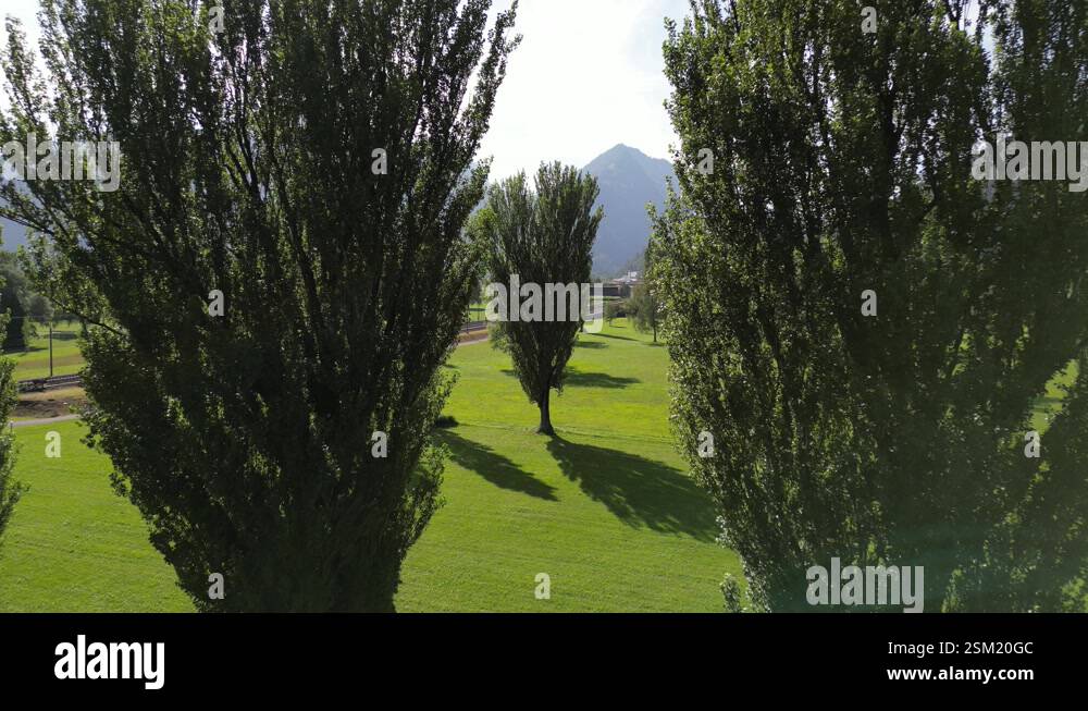 Green field with broad leaf tree in golden sunset time dark shadow in ...