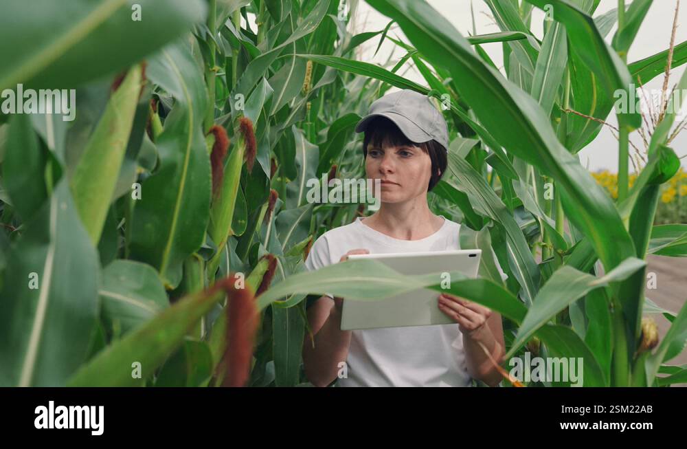 Farmer business woman in corn Stock Videos & Footage - HD and 4K Video ...
