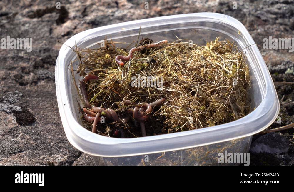 Worms for fishing bait crawling around inside plastic box on a rock ...