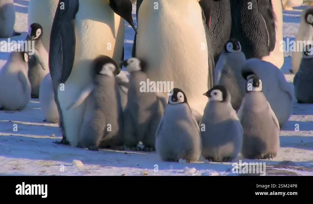 Group of baby penguin playing with each other in front of adult ...