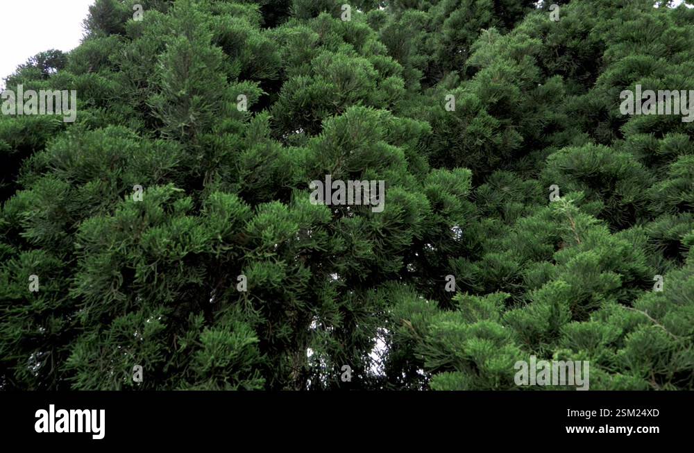 Plant ensemble Stock Videos & Footage - HD and 4K Video Clips - Alamy