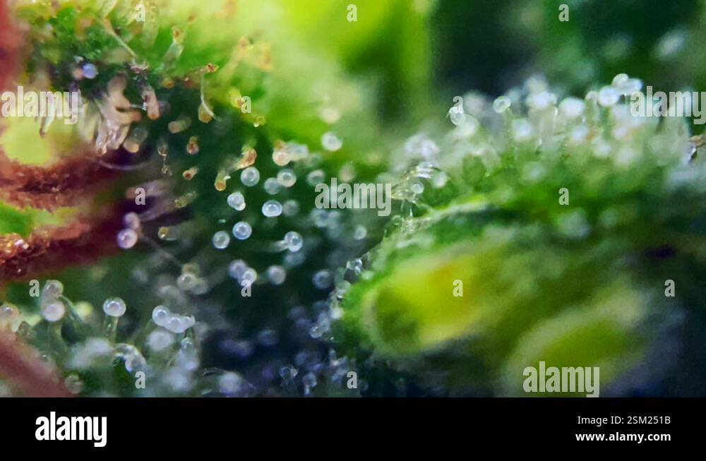 Smooth footage of Drug Cannabis marijuana under microscope trichomes thc Stock Video Footage - Alamy