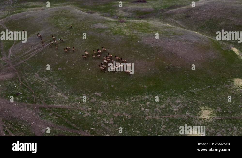 Large Herd of Elk Migrating and Grazing. Aerial Drone Shot from Above ...