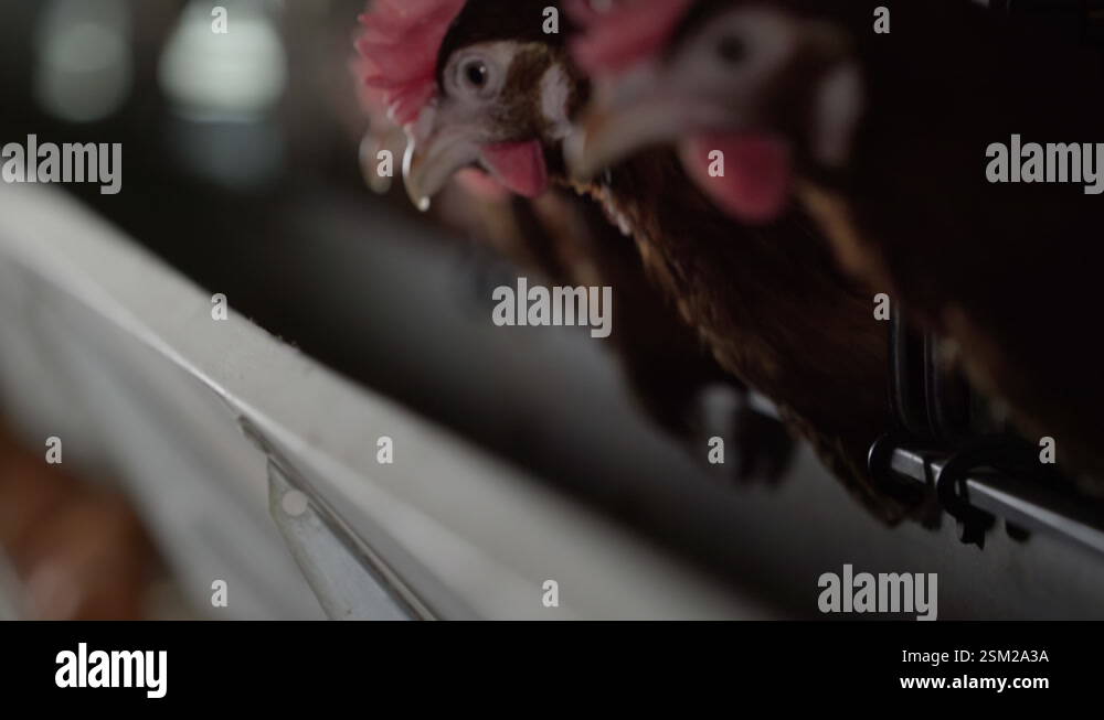 Brown hens looking at the chicken eggs on the production factory ...