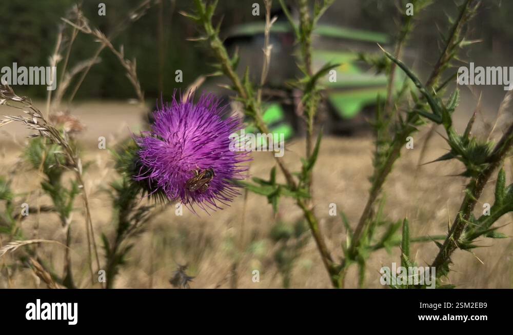 Silybum marianum or known as Milk Thistle being pollinated by common ...