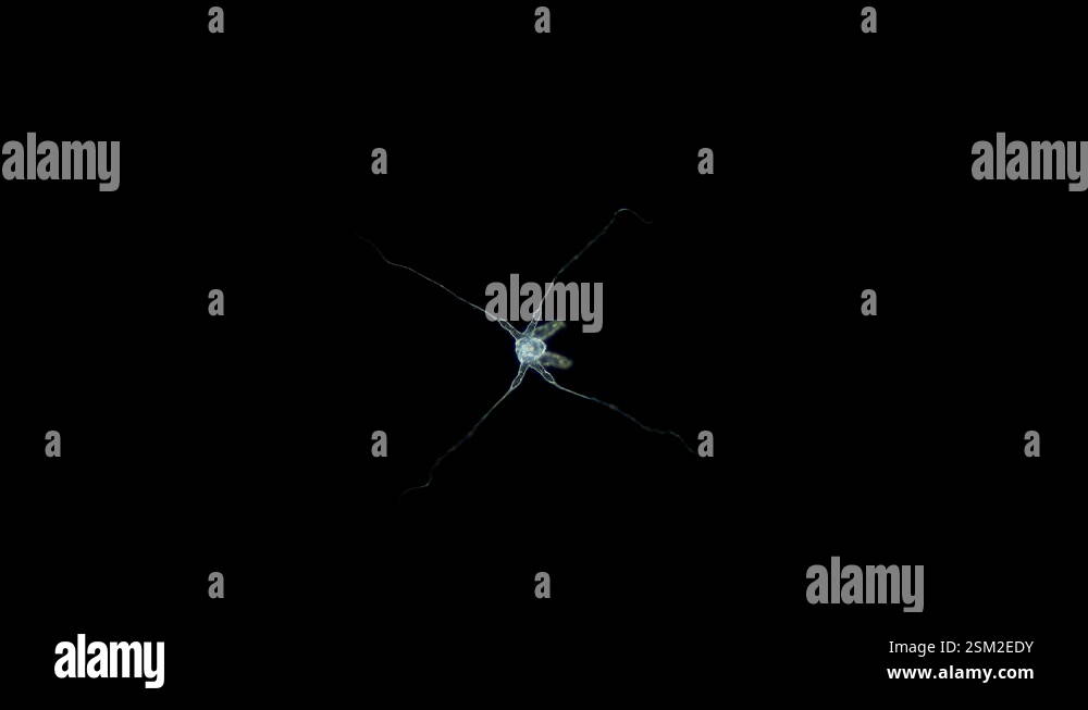Larva of sea spider Phoxichilidium femoratum under microscope, order ...