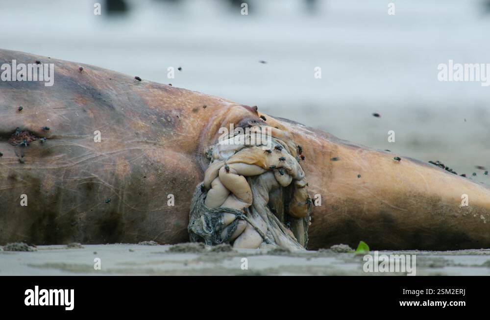 Rotten body dead fish Stock Videos & Footage - HD and 4K Video Clips ...