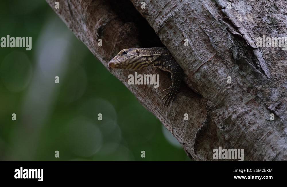 Body out of the burrow as seen from under the tree facing to the left ...