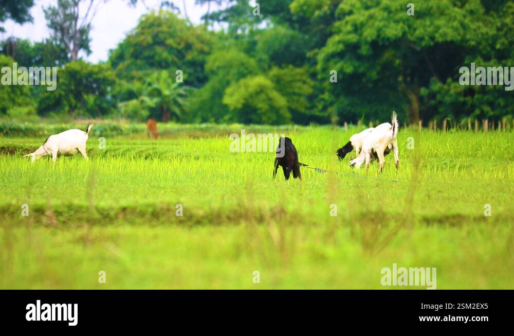 Black Bengal goats grazing at field in Bangladesh, solid black, cream and Stock Video Footage ...