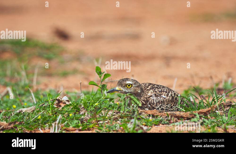 Long lens rack focus of spotted thick-knee bird sat on its eggs in ...