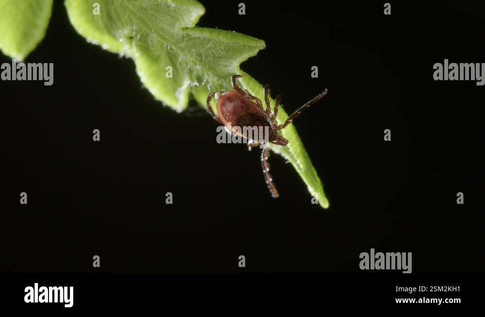 Questing of tick on leaf with its outstretched legs, waiting to grab ...