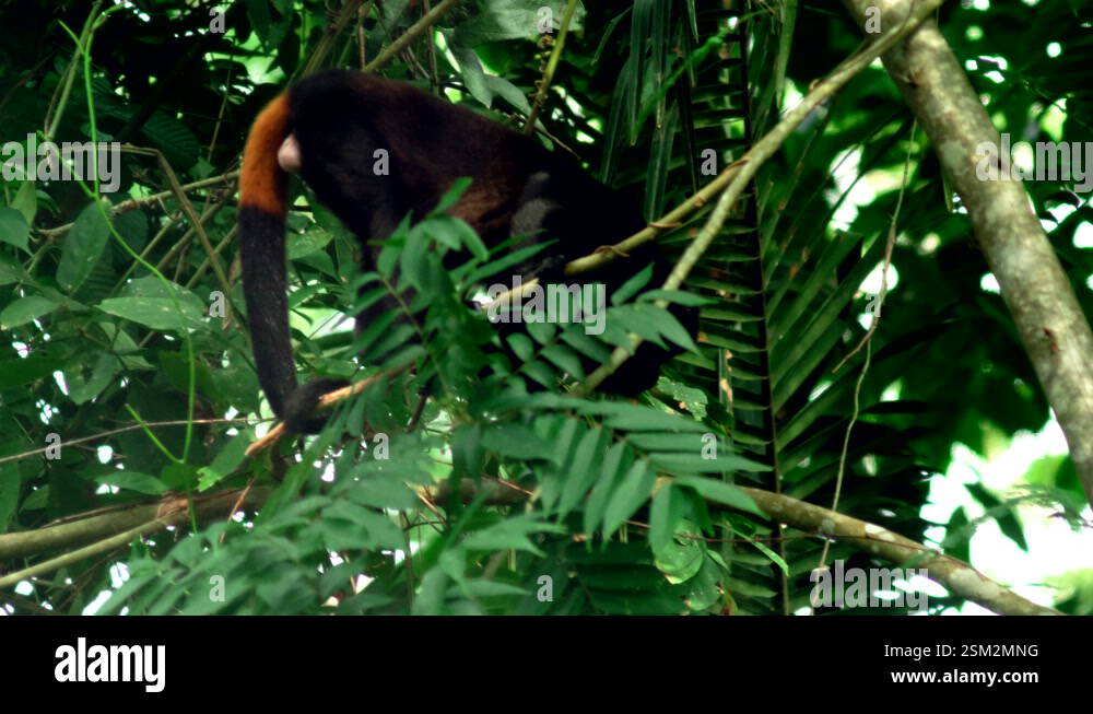 Monkey climbing tree Stock Videos & Footage - HD and 4K Video Clips - Alamy