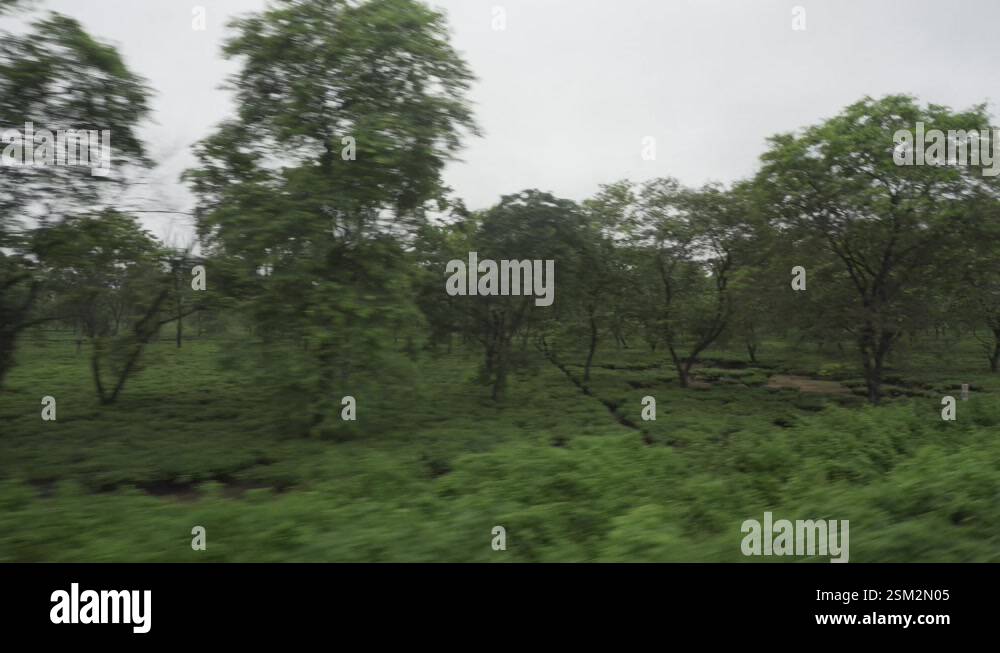 Trains run through tea gardens in North Bengal Stock Video Footage - Alamy