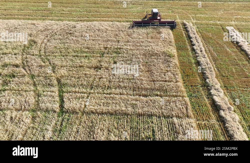A swather starting a new swath after turning at the end of the field ...