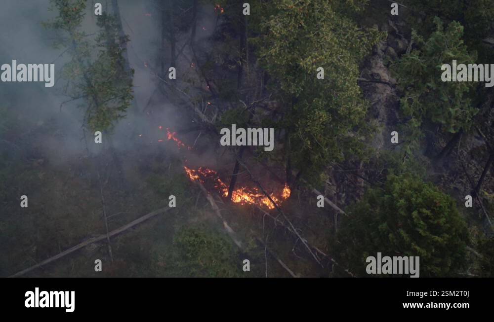Fire In The Forest, Burning Dry Grass, Trees, Bushes, Flame And Smoke Stock Video Footage - Alamy