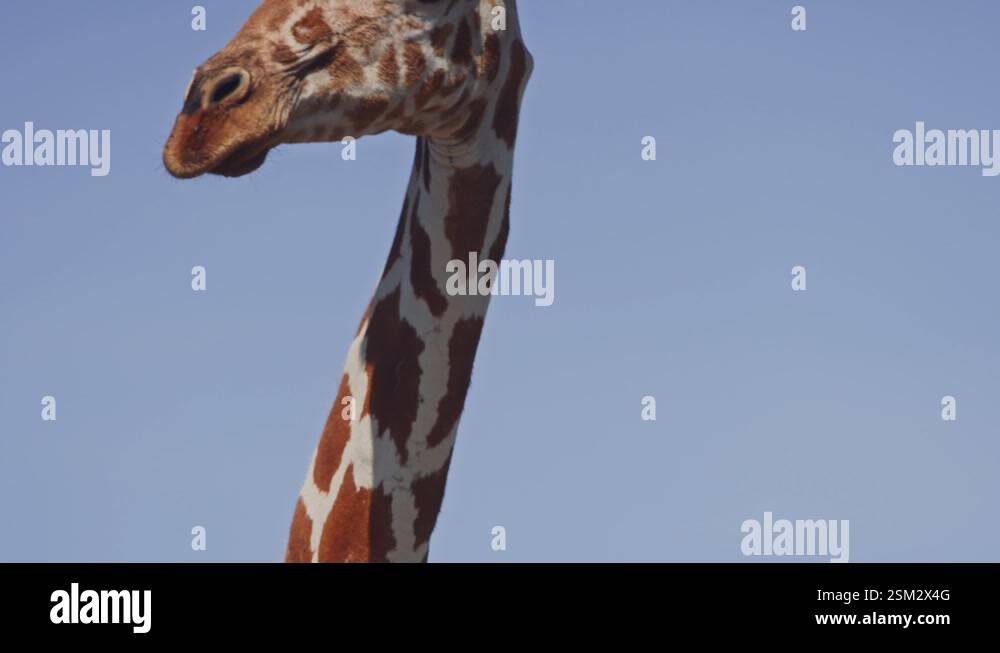 Close up tilt shot of reticulated giraffe's head as it looks out into ...
