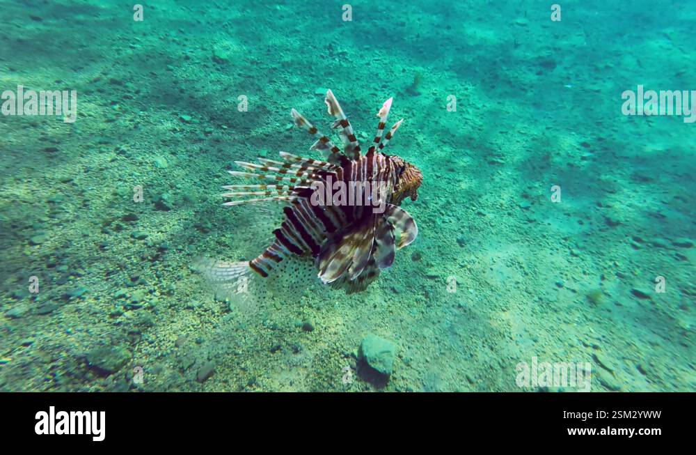 Red Lionfish floats in water column over sandy-stone seabed, top view ...