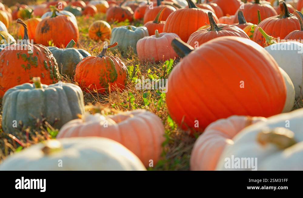 Focus shift at large orange pumpkins at sunny evening during Autumn ...