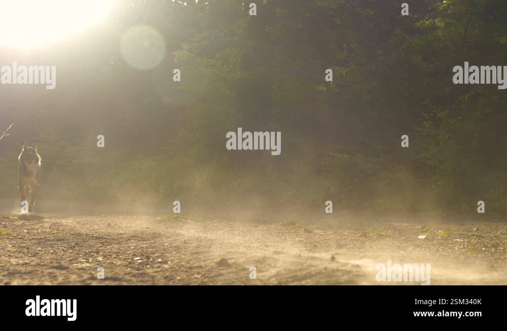 LENS FLARE Fit lady on electric bike rides along gravel path followed ...