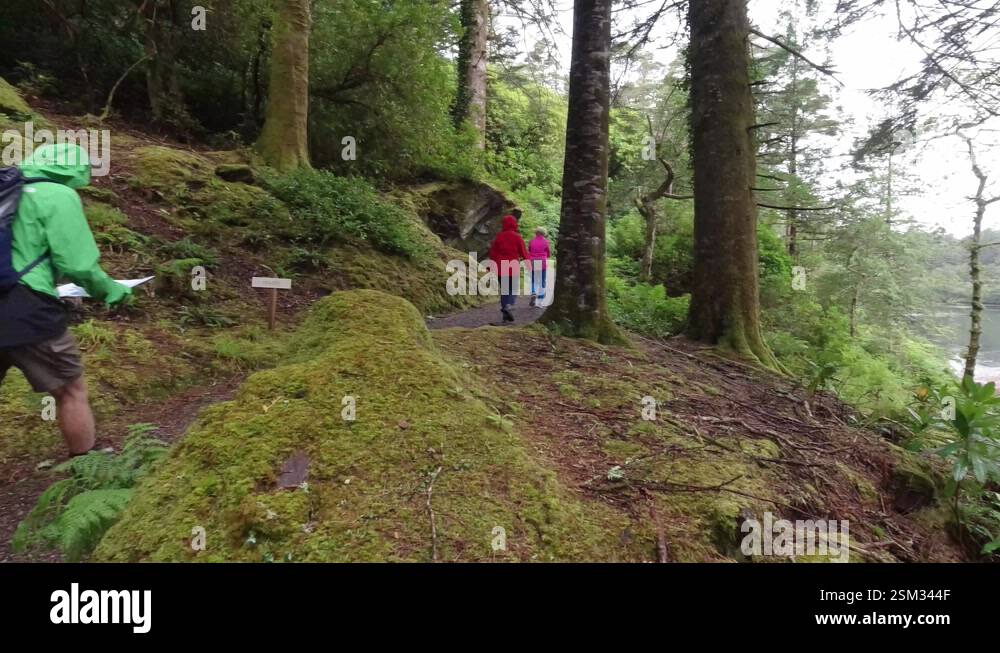 Group hiking leader reading map on trail trough forest West Cork ...