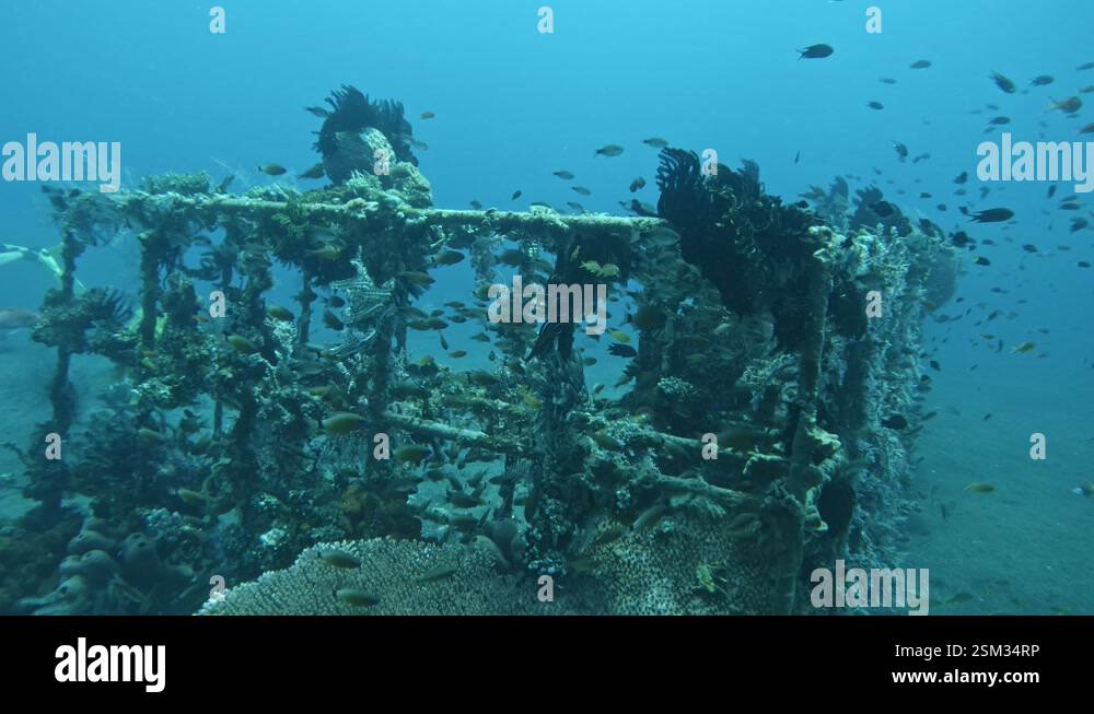coral reef restoration, regrowing coral, rebuild coral reefs in Bali ...