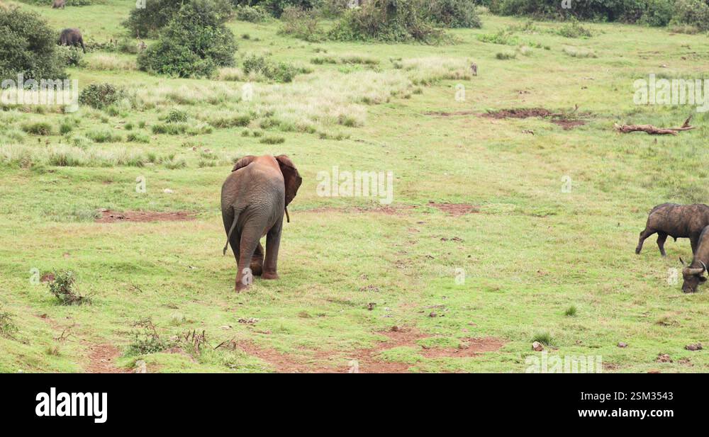 Back View Of African Elephant Walking On Grassland. Aberdare National ...