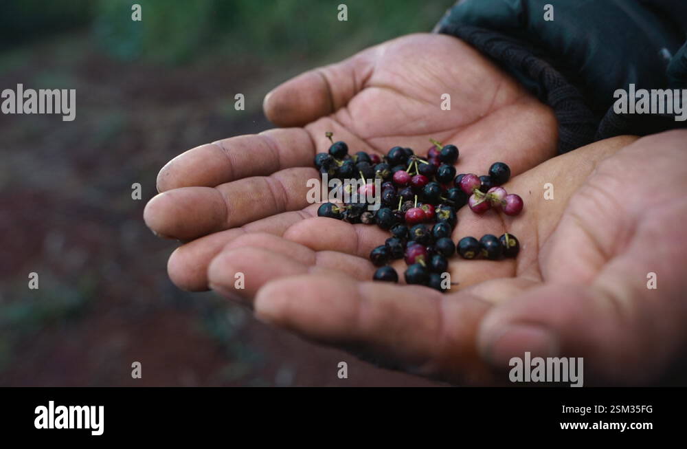 Seeds in the hands of farmers of the yerba mate, ancestral plant of ...