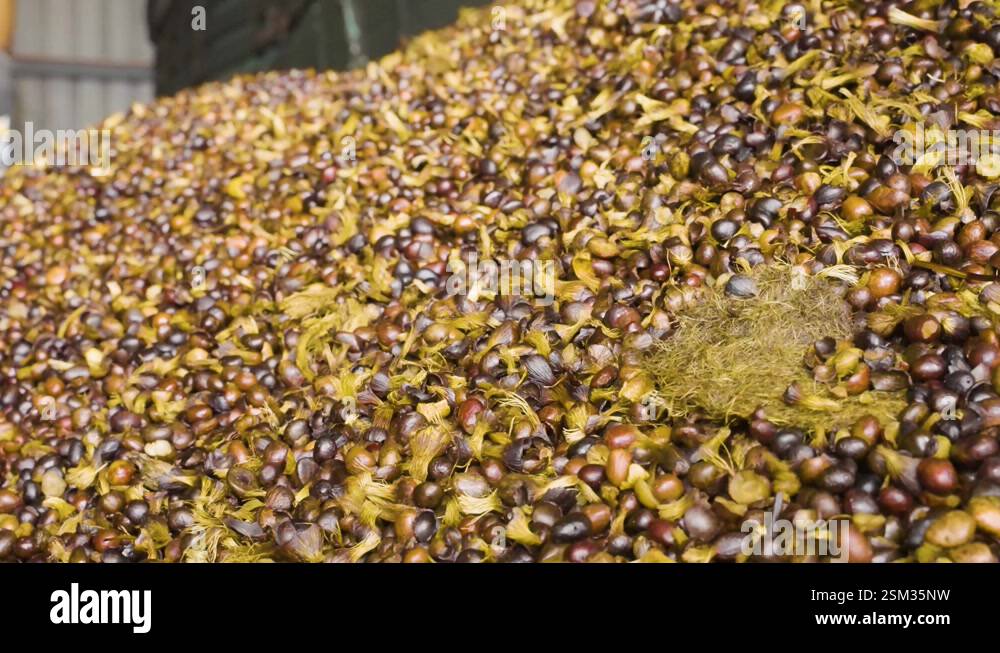 Slow motion of tons of Palm Kernel fruit seeds unloading from a carrier ...