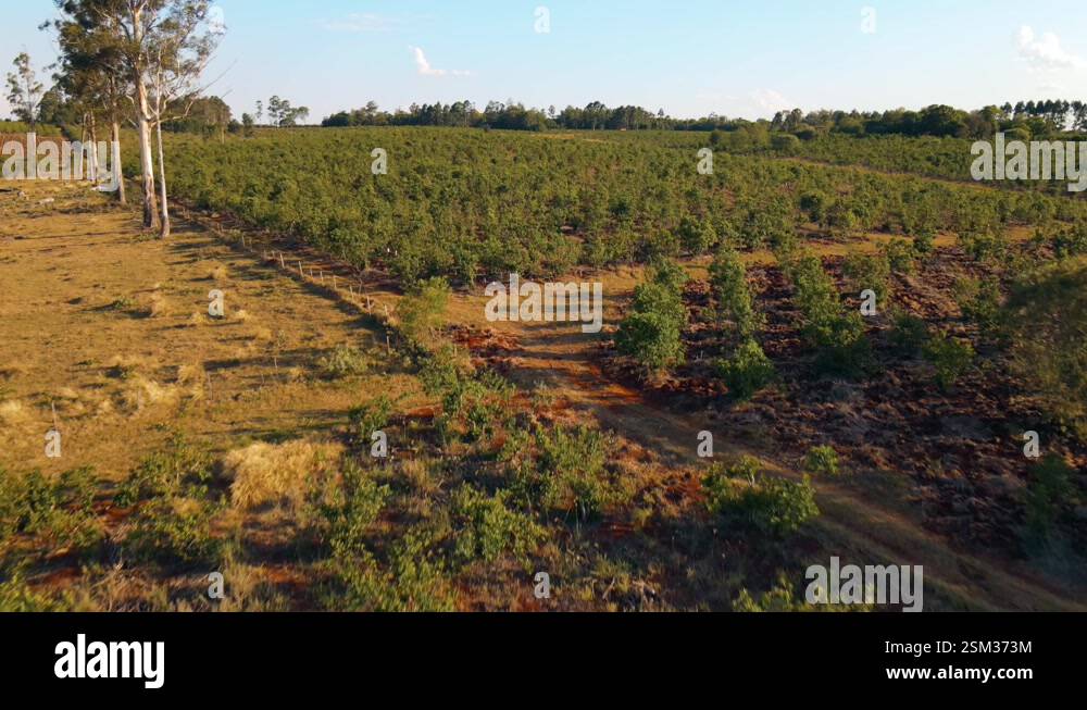 Yerba mate plantation bathes in the warm sunlight of a beautiful, blue ...