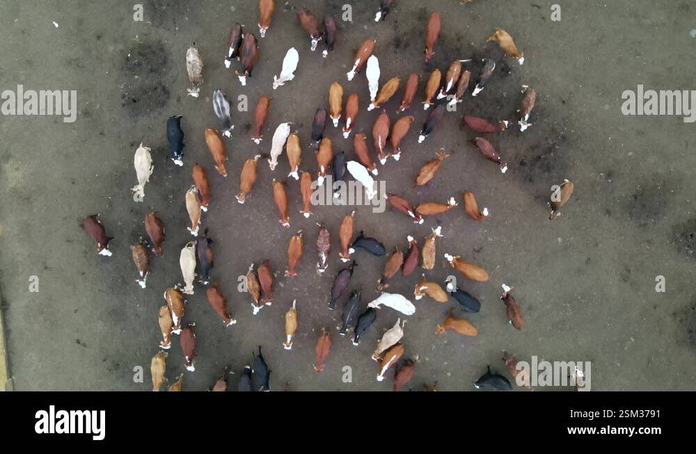 A top-down image captures a bird's-eye view of cows, presenting a ...