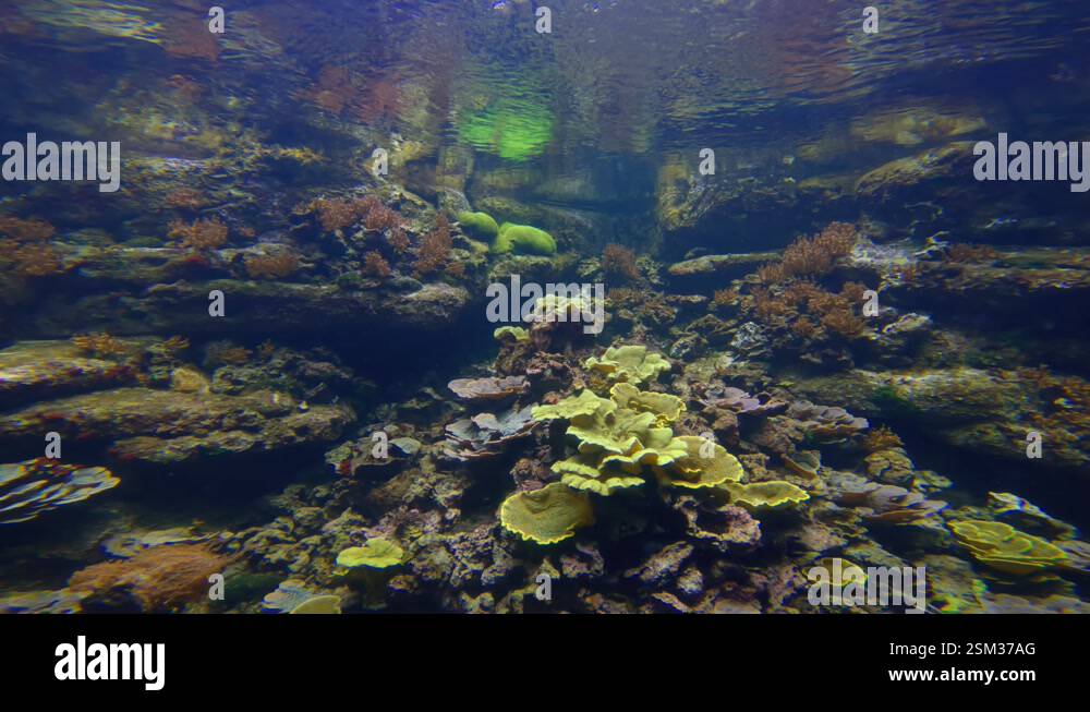 Paris aquarium, (cineaqua) Paris France, Coral growing inside water ...