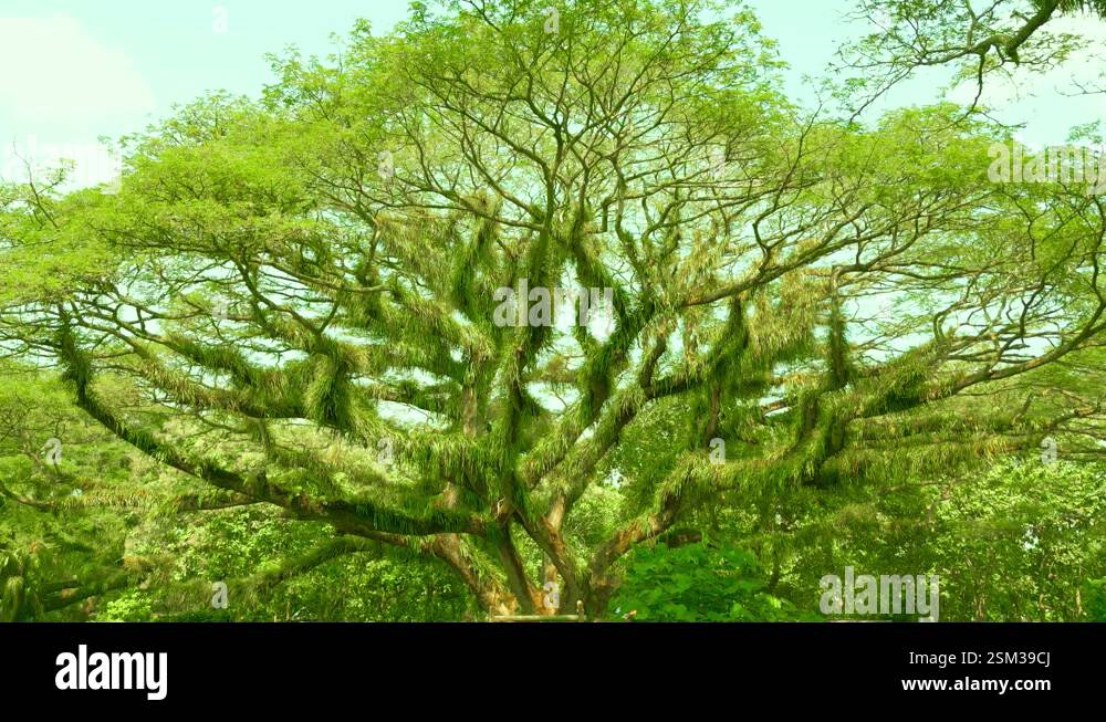 Mystic tree in the Amazon rainforest jungle. Aerial Drone view 4K Stock ...