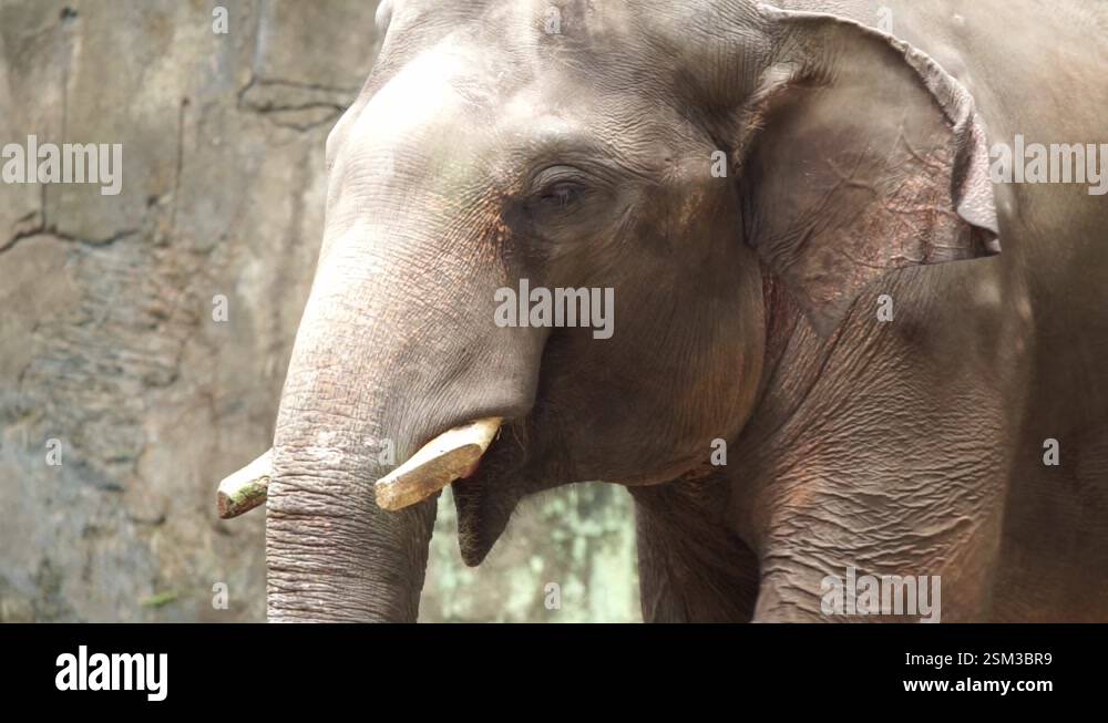 Tracking telephoto follow of elephant with shaved tusks walking within ...