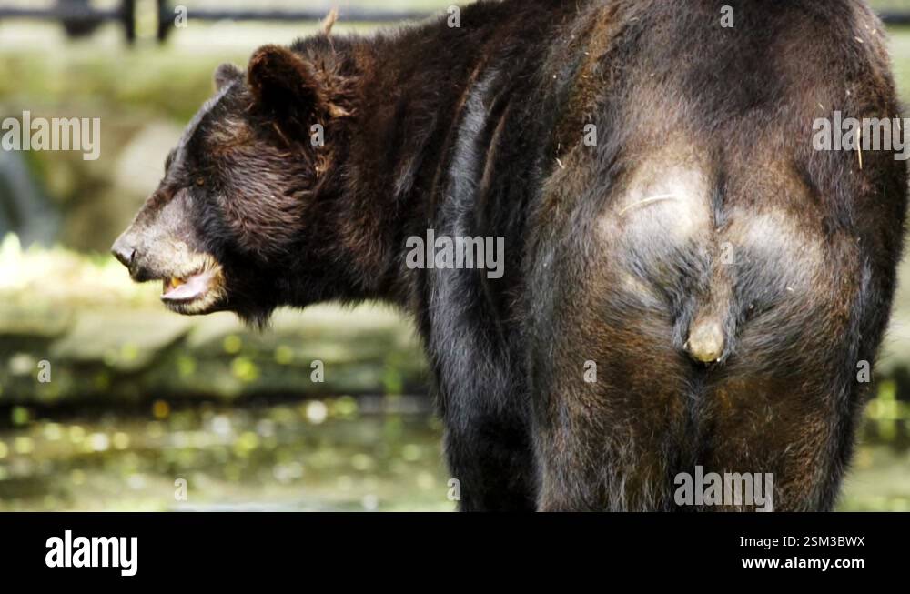 Rear view of black bear looking back, turns head with mouth gaping open ...