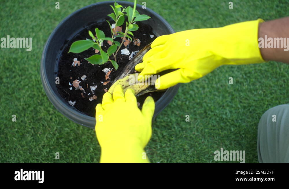 Composting and composted soil from kitchen ,food waste, fruit vegetable ...