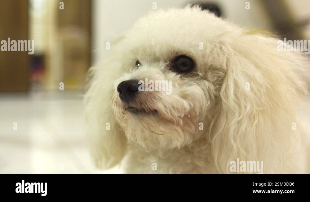 Pure white coat Stock Videos & Footage - HD and 4K Video Clips - Alamy