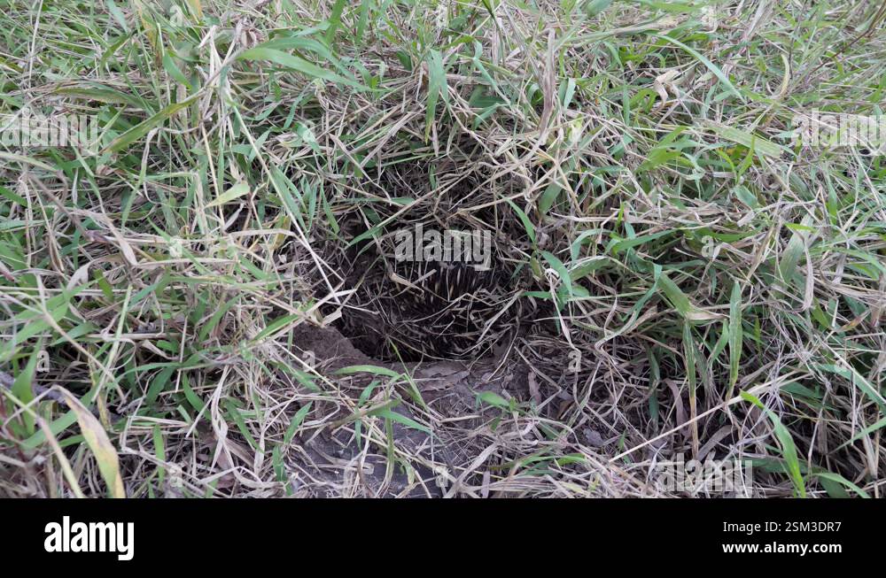 Australian native Echidna digging a burrow covered in ants. Natural ...