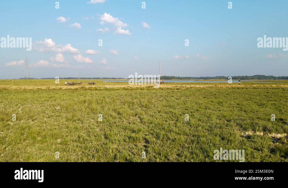 Fly Over Green Fields With Farmers Herded Buffaloes at rural path ...
