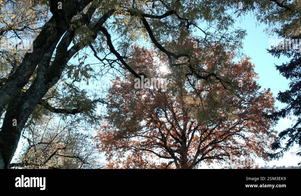 High beech trees leaves Stock Videos & Footage - HD and 4K Video Clips ...