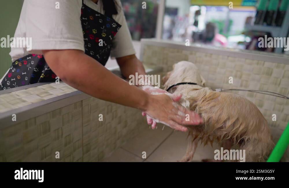 Pet shop Owner Washing Small Dog Paws with Shampoo. Woman bathing ...