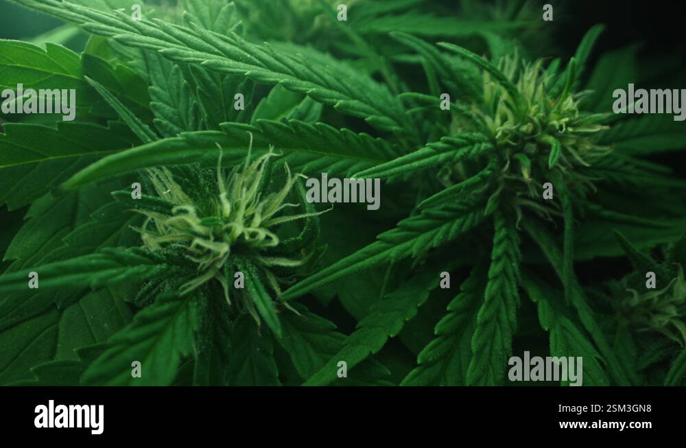 Macro cannabis plant bush in green smoke cloud. Organic grow of herbal ...