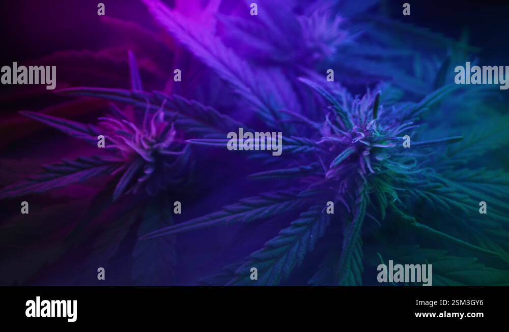 Macro cannabis plant bush, smoke cloud.Organic grow herbal indica ...