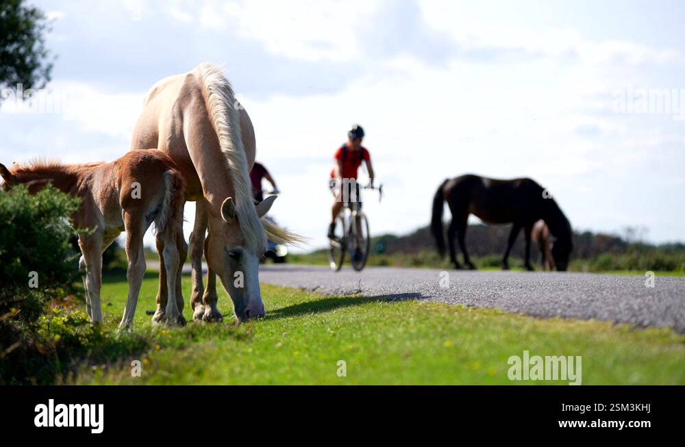 Ride horse animal mare Stock Videos & Footage - HD and 4K Video Clips ...