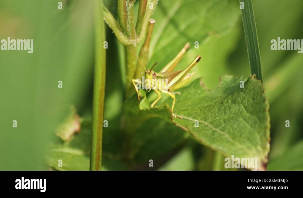 Macro of Green Grasshopper producing sound by rubbing together its legs ...