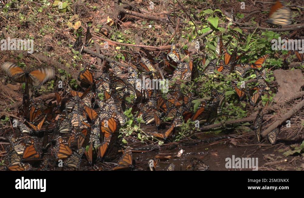 A large gathering of monarch butterflies sitting on a moist patch of ...