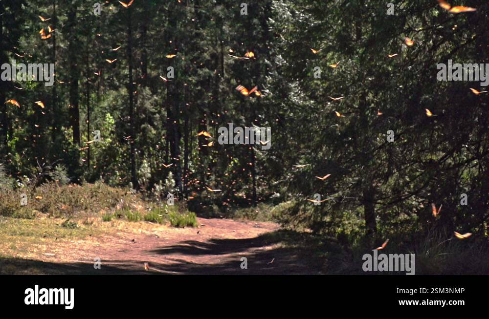 A massive swarm of monarch butterflies over a path in the forest Stock ...