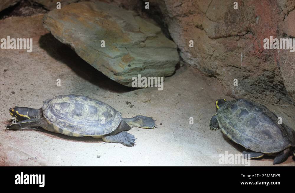 Marine classification Stock Videos & Footage - HD and 4K Video Clips ...